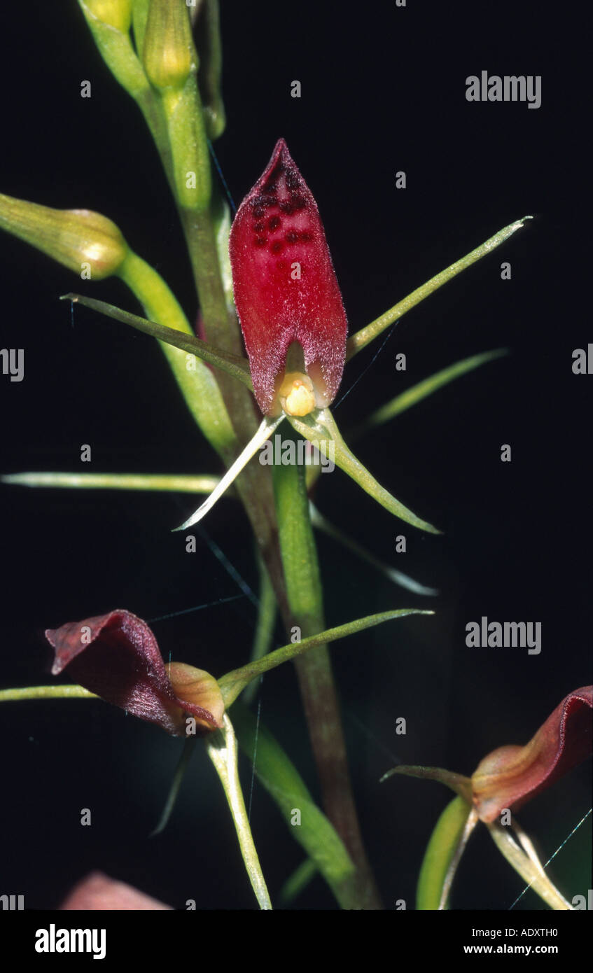 orchid (Cryptostylis acutata), bloomimg, Malaysia, Borneo Stock Photo ...