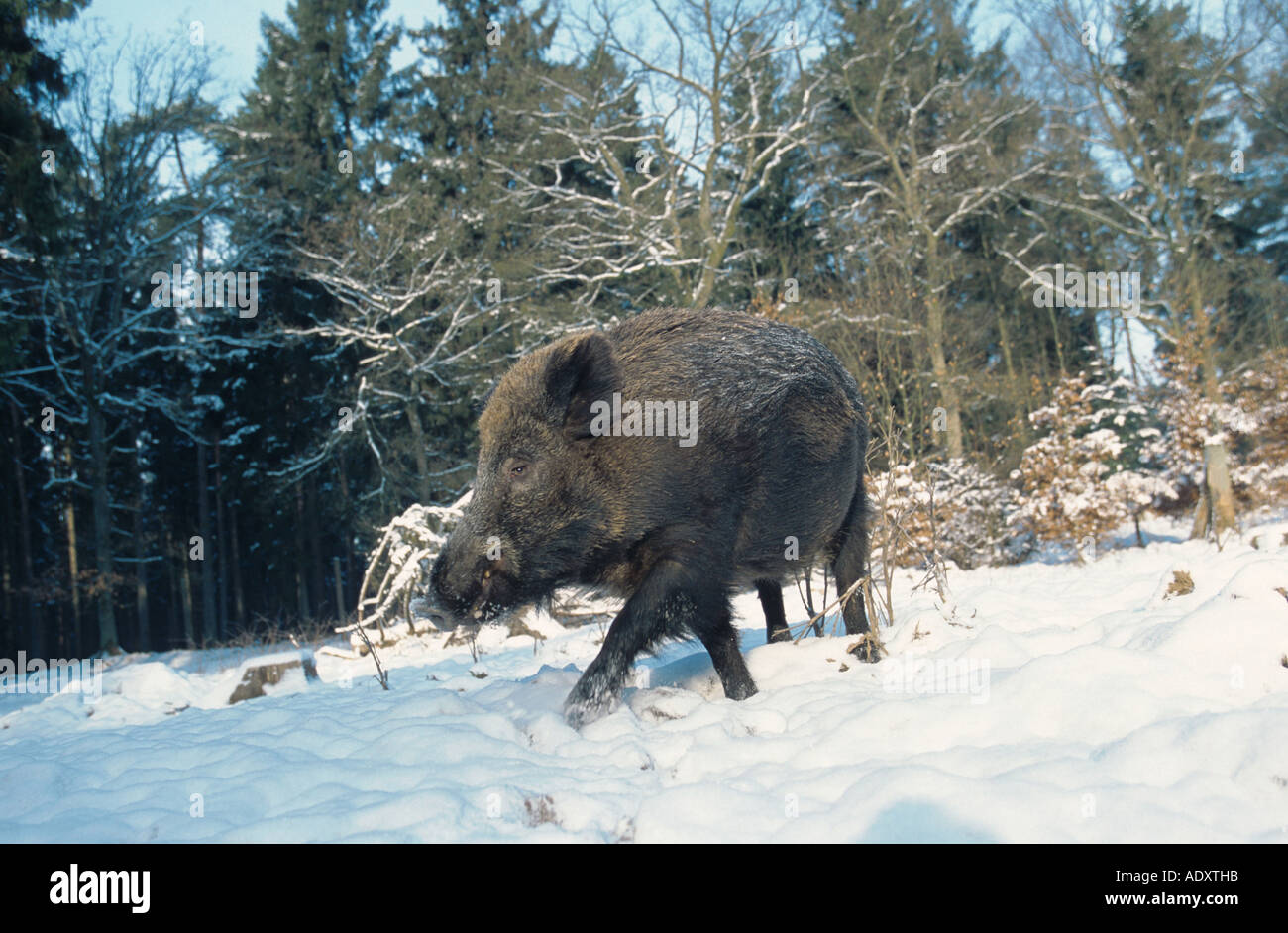 wild boar, pig (Sus scrofa), in winter Stock Photo - Alamy