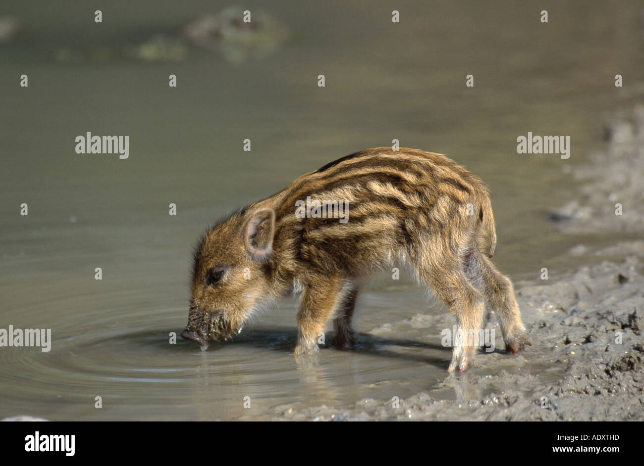 wild boar, pig (Sus scrofa), drinking shoat Stock Photo - Alamy