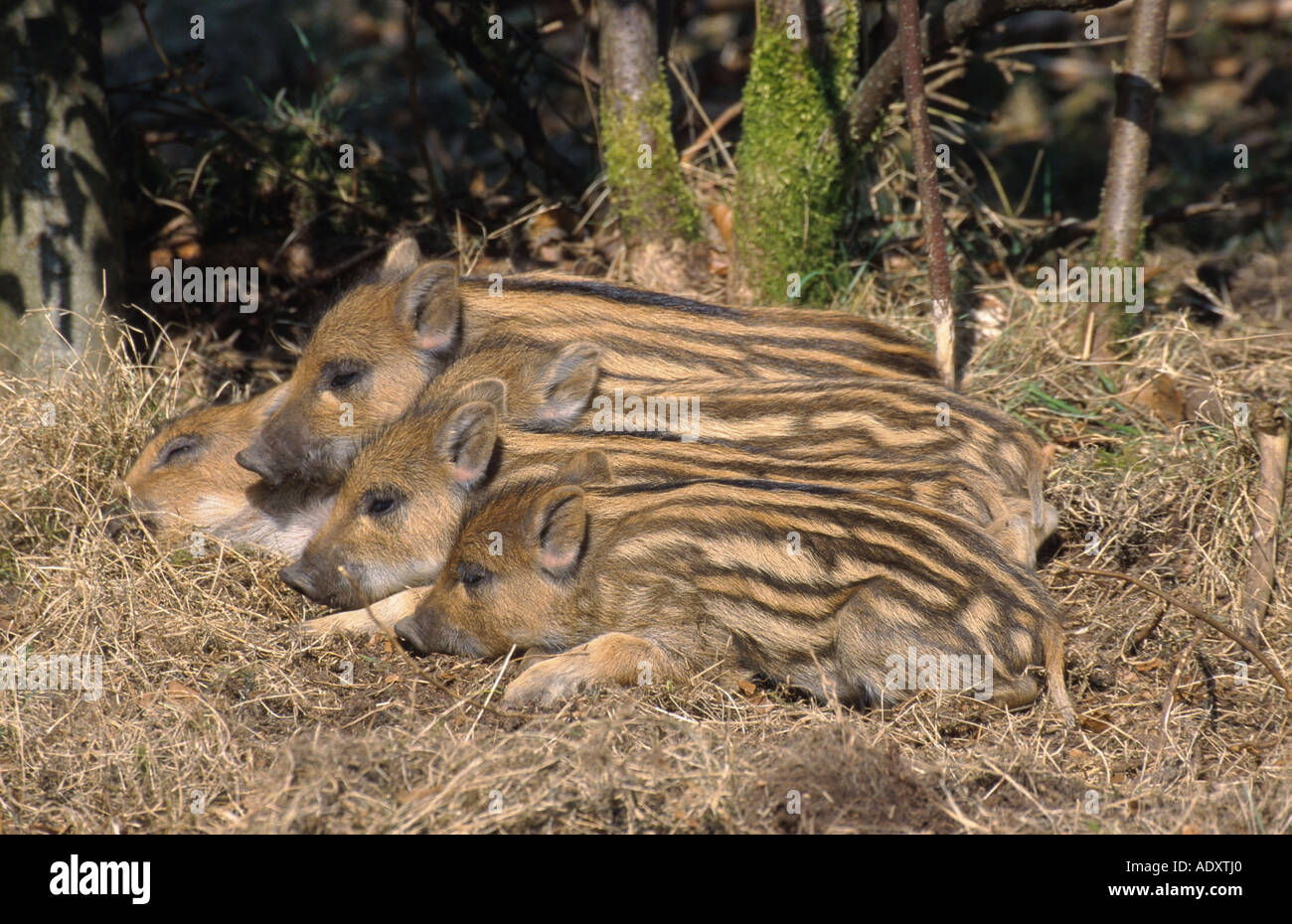 wild boar, pig (Sus scrofa), five piglets sleeping, lying side by side ...