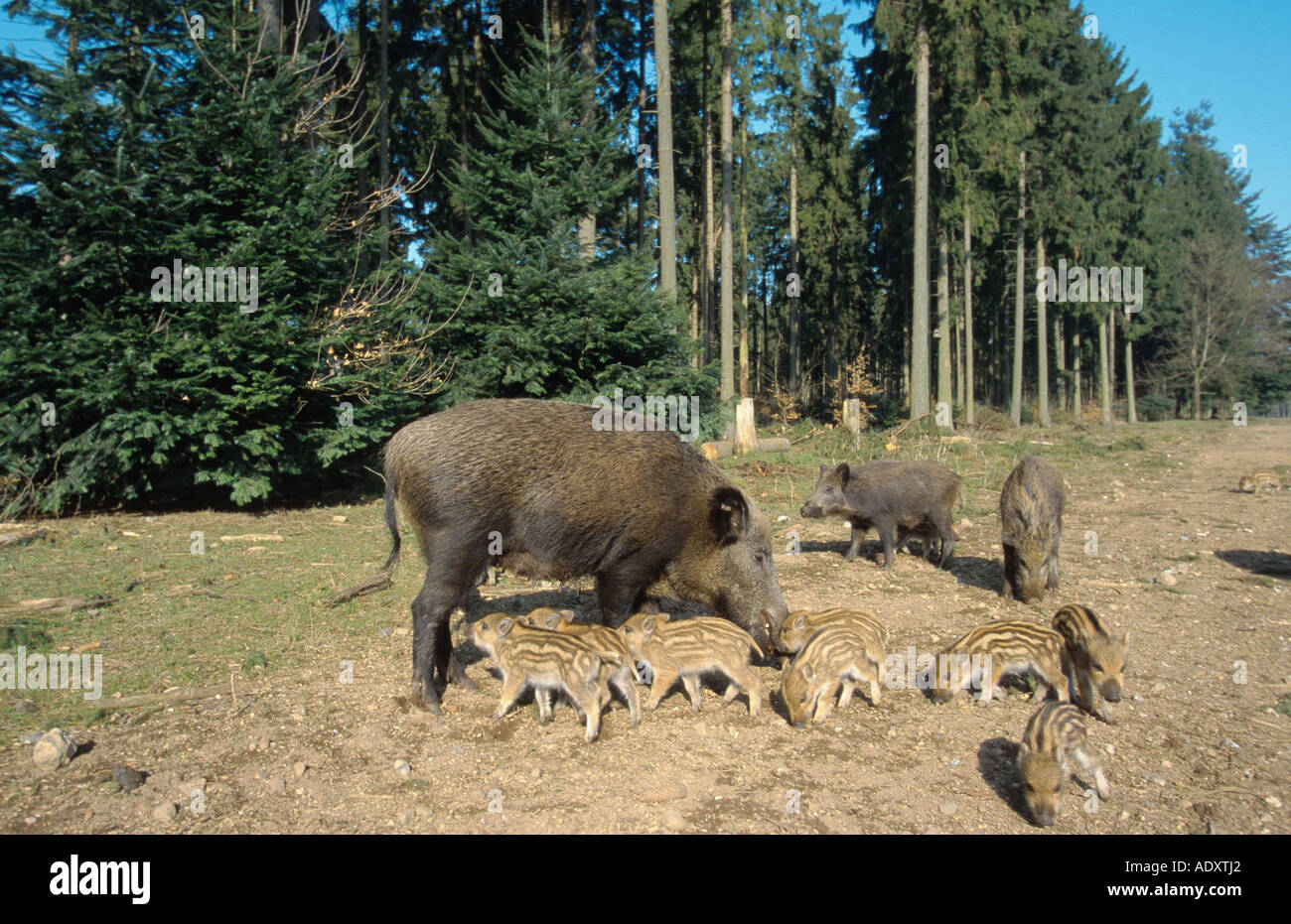 wild boar, pig (Sus scrofa), sow with piglets and two semiadult boars ...