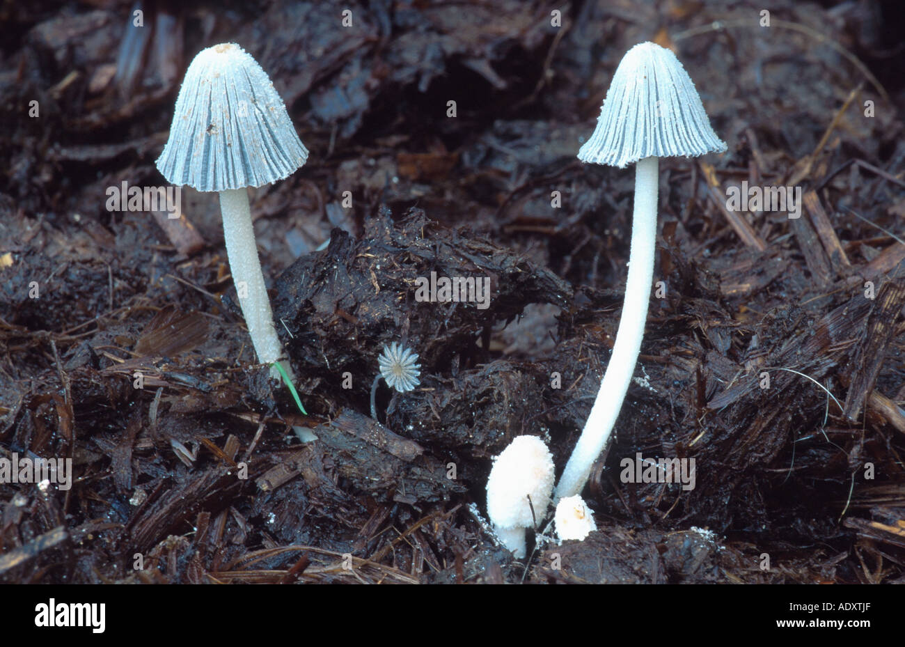Snowy inkcap hi-res stock photography and images - Alamy