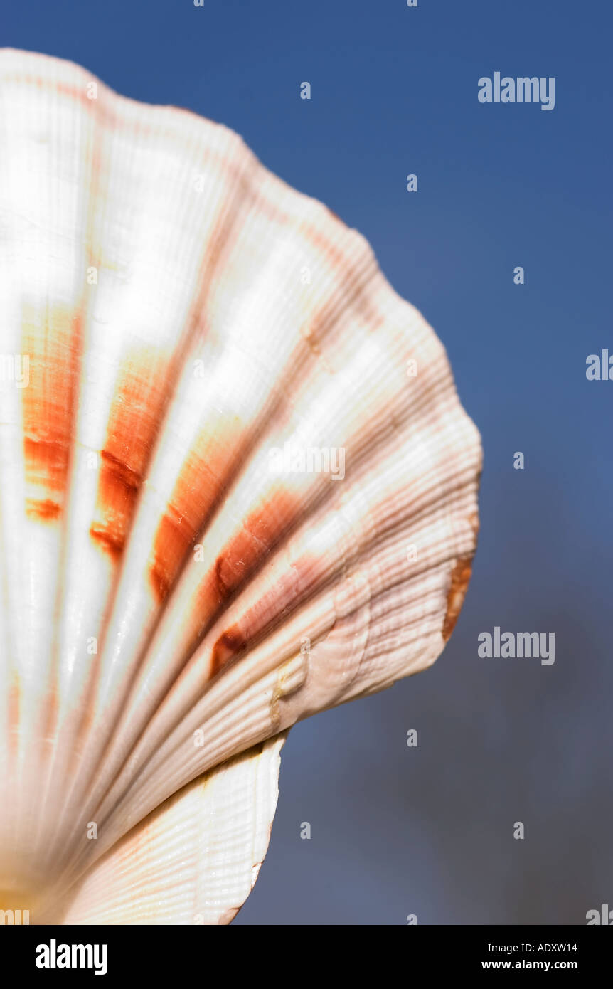 Fan shap hi-res stock photography and images - Alamy