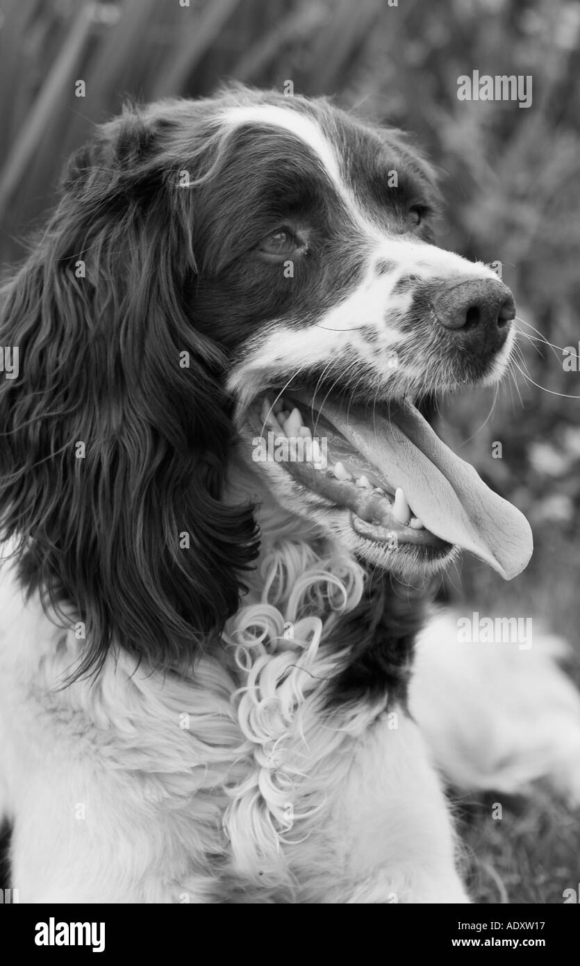 Sringer spaniel hi-res stock photography and images - Alamy