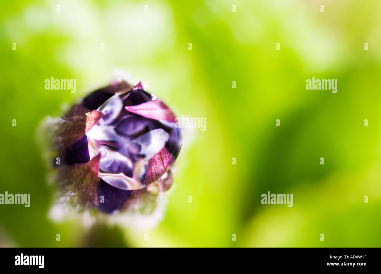 primrose flower bud and water drop Stock Photo - Alamy