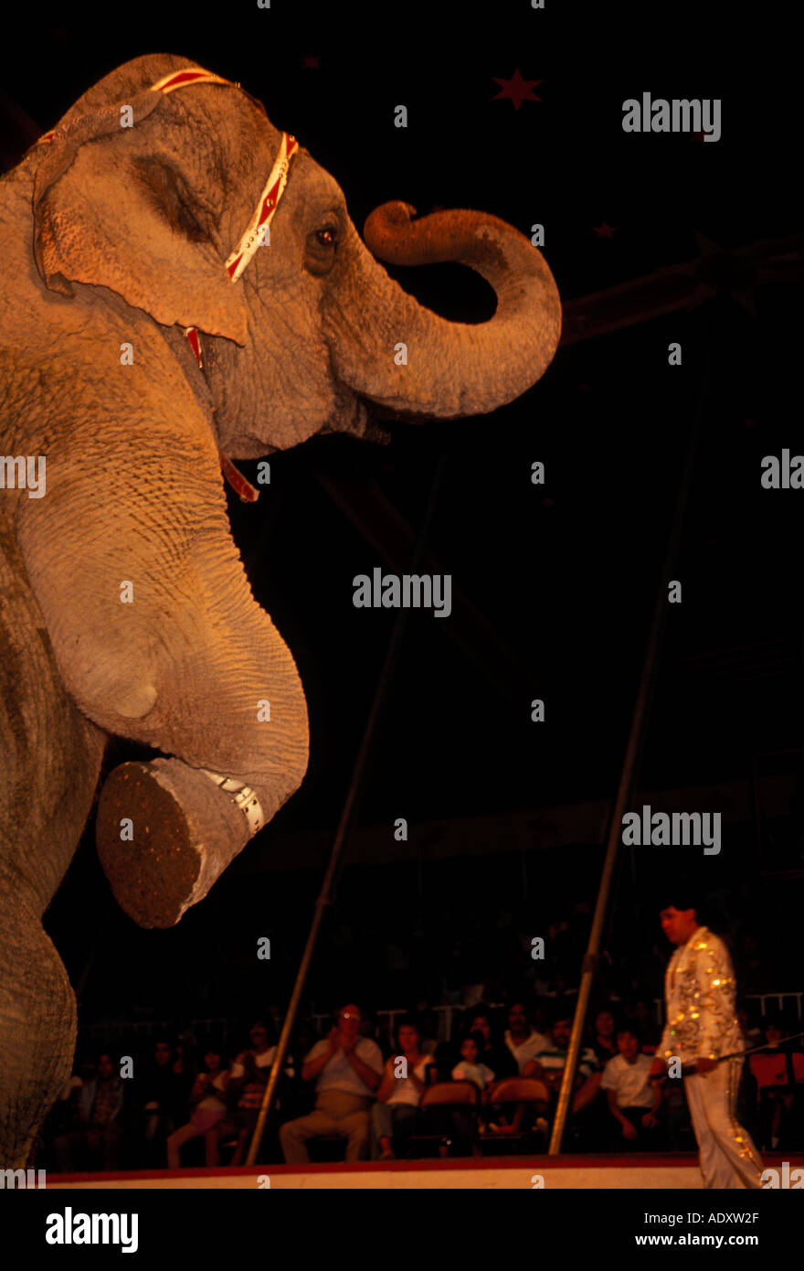 Mexican people person man male animal trainer with elephant at a circus ...