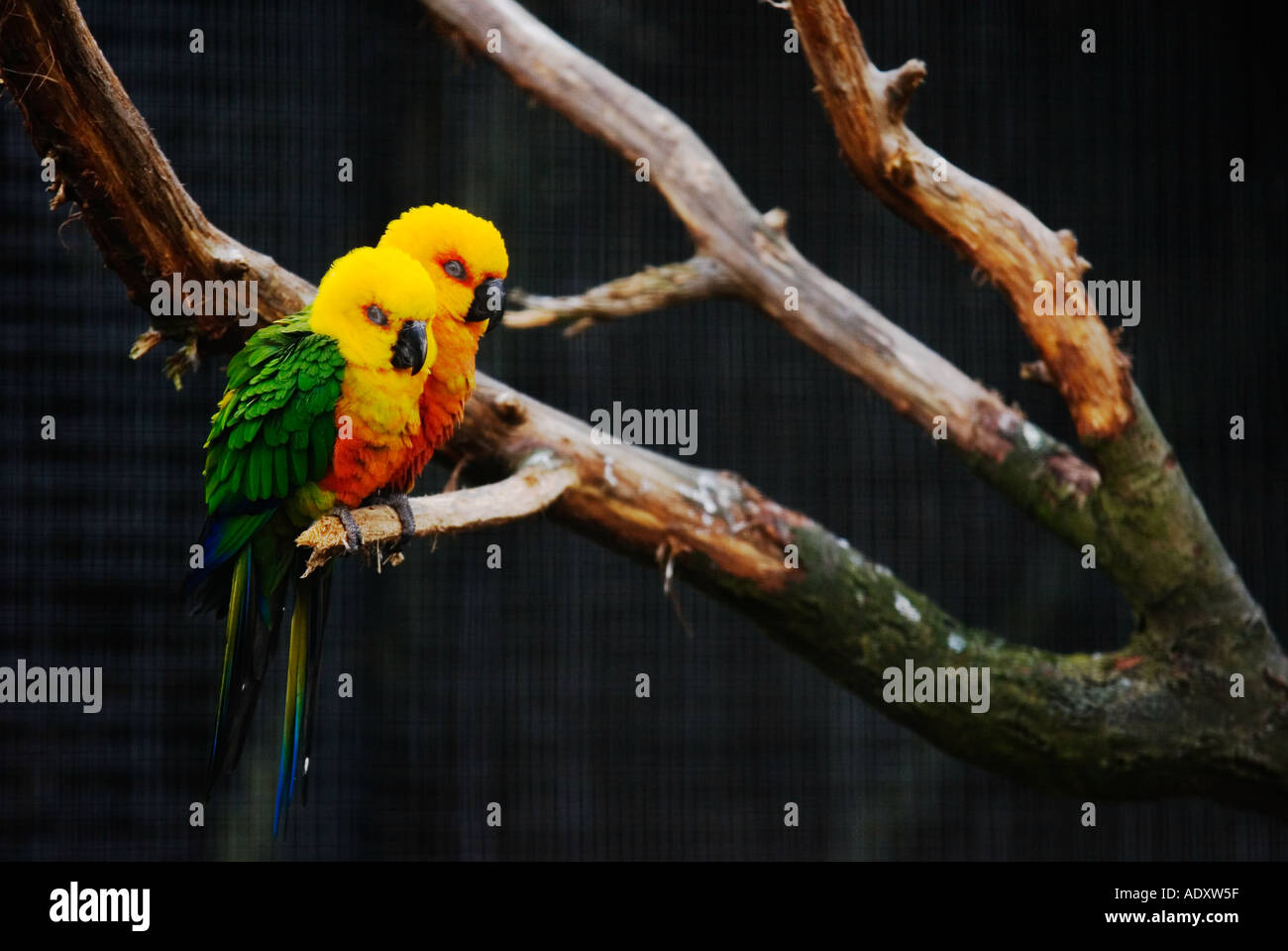 two love birds Stock Photo - Alamy