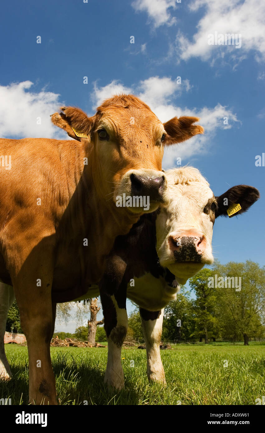 two curious cows! Stock Photo - Alamy