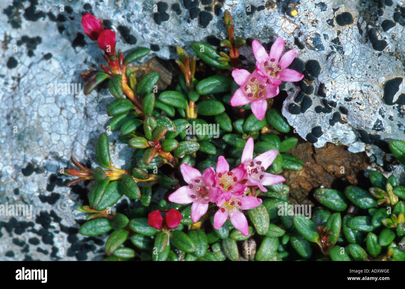 Alpine azalea, trailing azalea (Loiseleuria procumbens), bloomimg ...