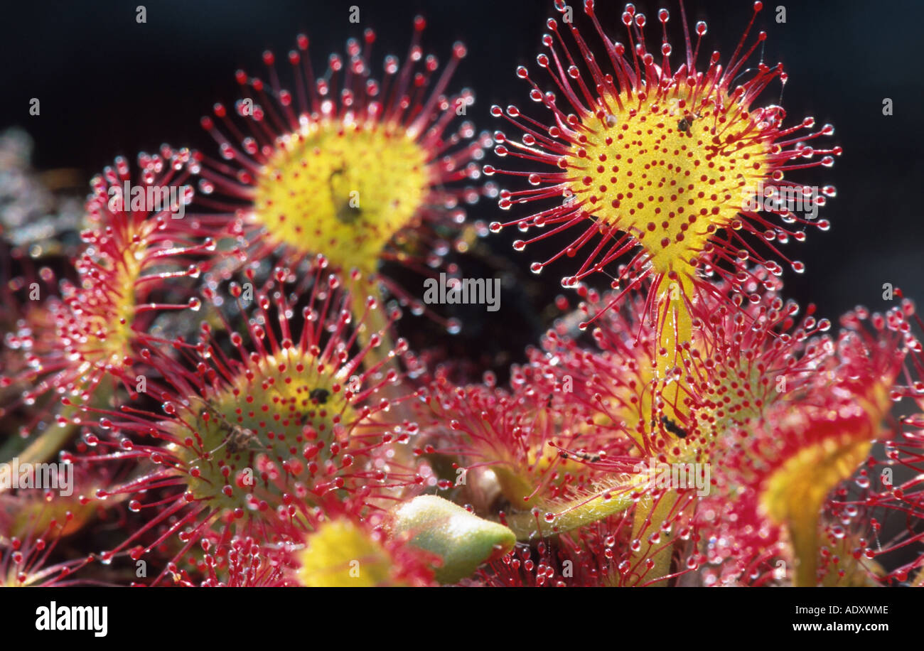 round-leaved sundew, roundleaf sundew (Drosera rotundifolia), detail of ...