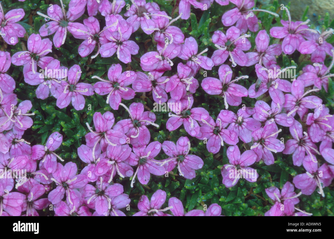 moss campion (Silene acaulis), bloomimg, Austria, Kaernten, Hohe Tauern ...