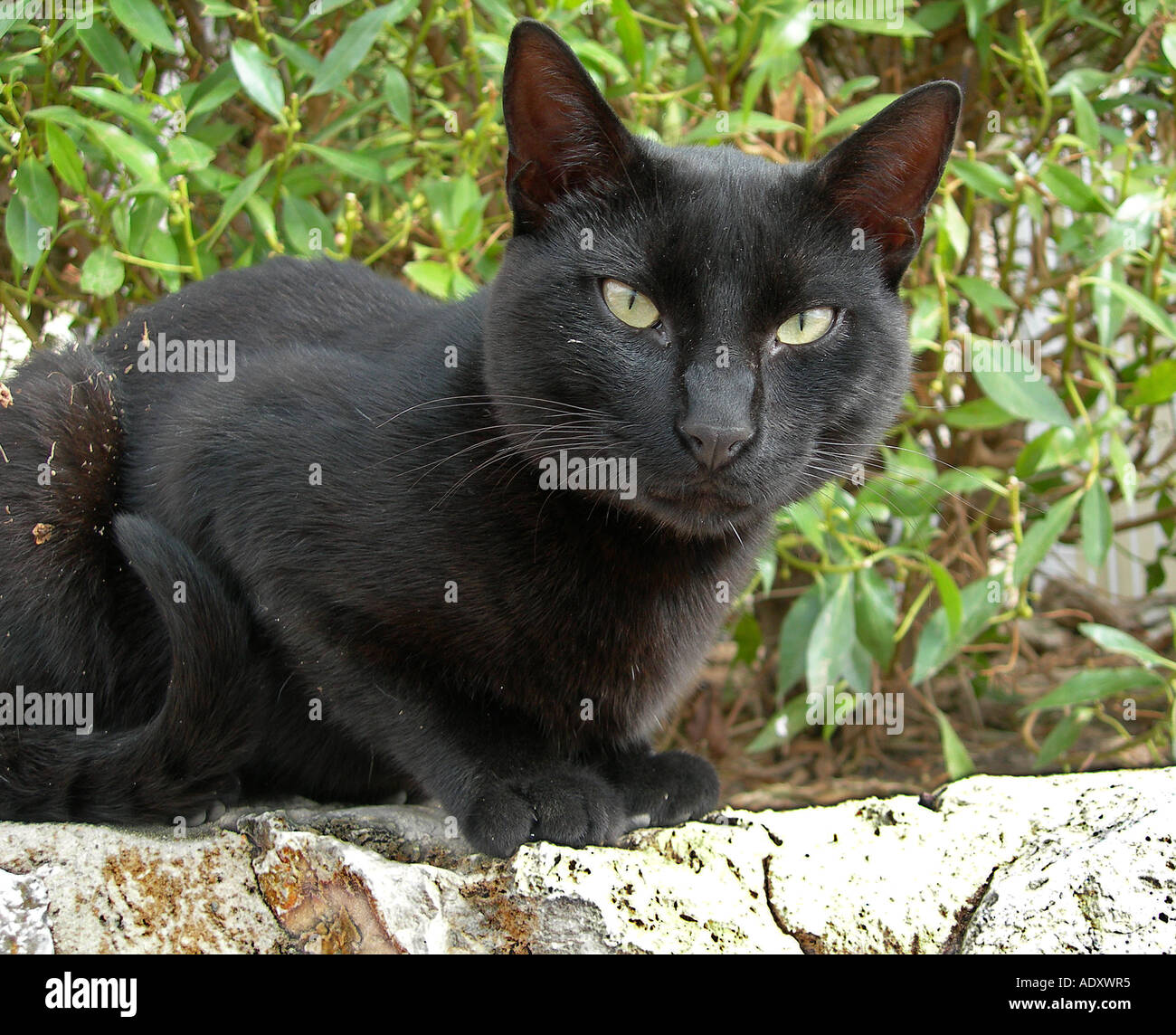 Semi feral cat hi-res stock photography and images - Alamy
