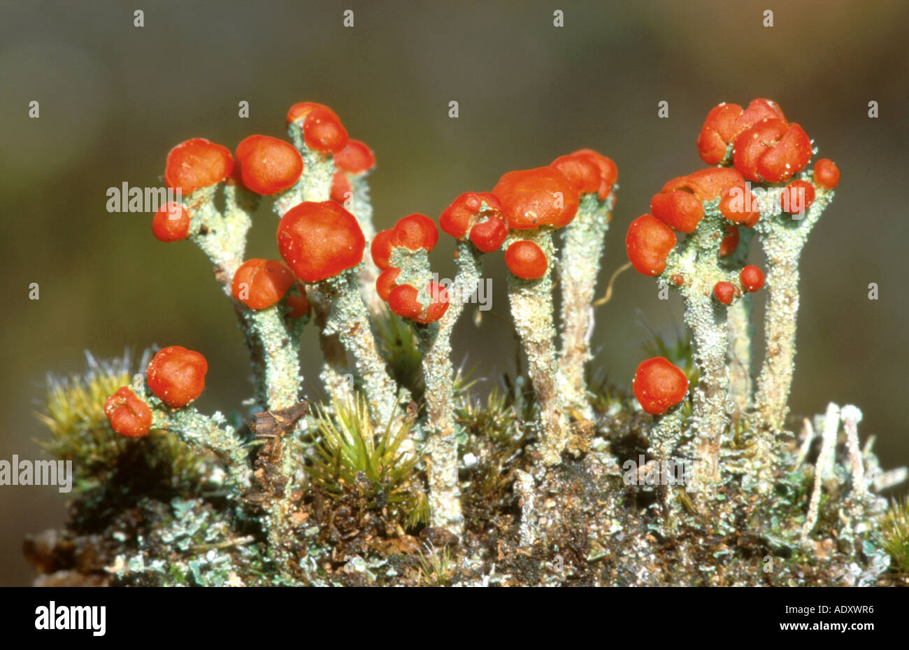 Florkes hi-res stock photography and images - Alamy