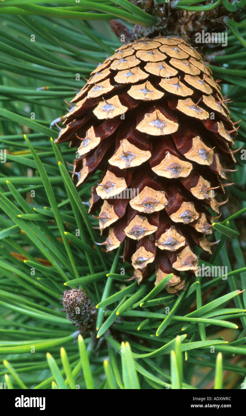 Scotch pine, scots pine (Pinus sylvestris), cone, Denmark, Jylland ...
