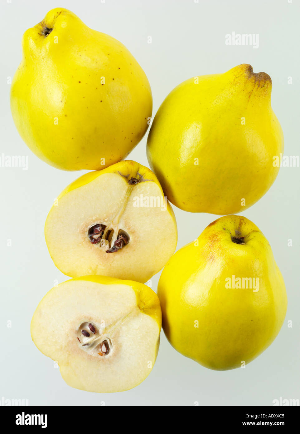 False quince hi-res stock photography and images - Alamy
