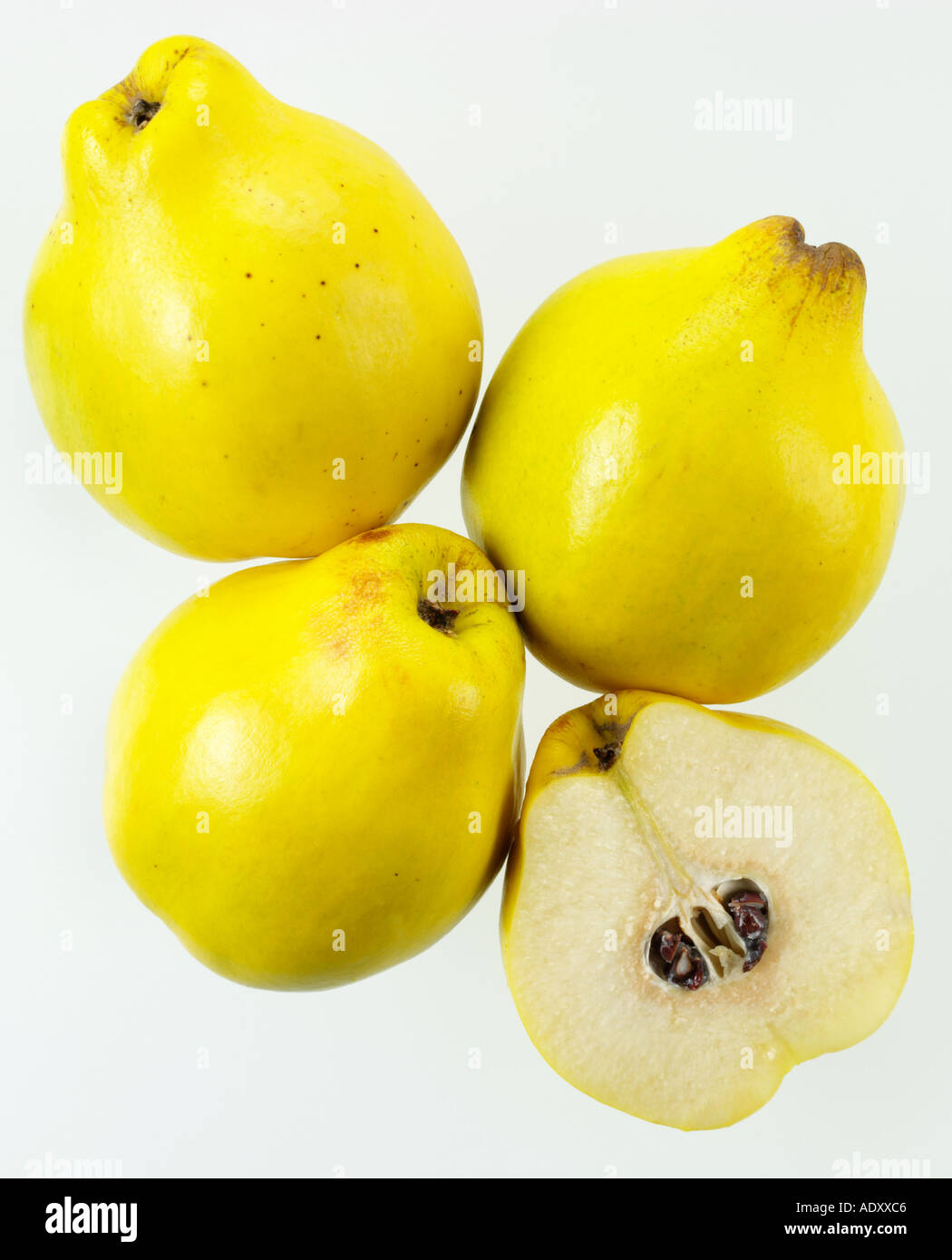 False quince hi-res stock photography and images - Alamy