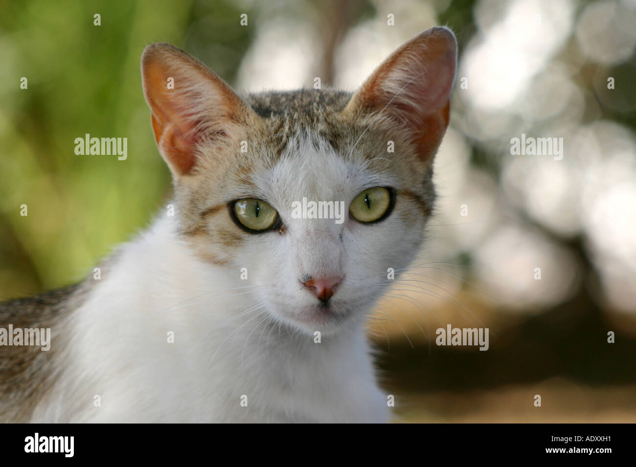 Semi feral cat hi-res stock photography and images - Alamy