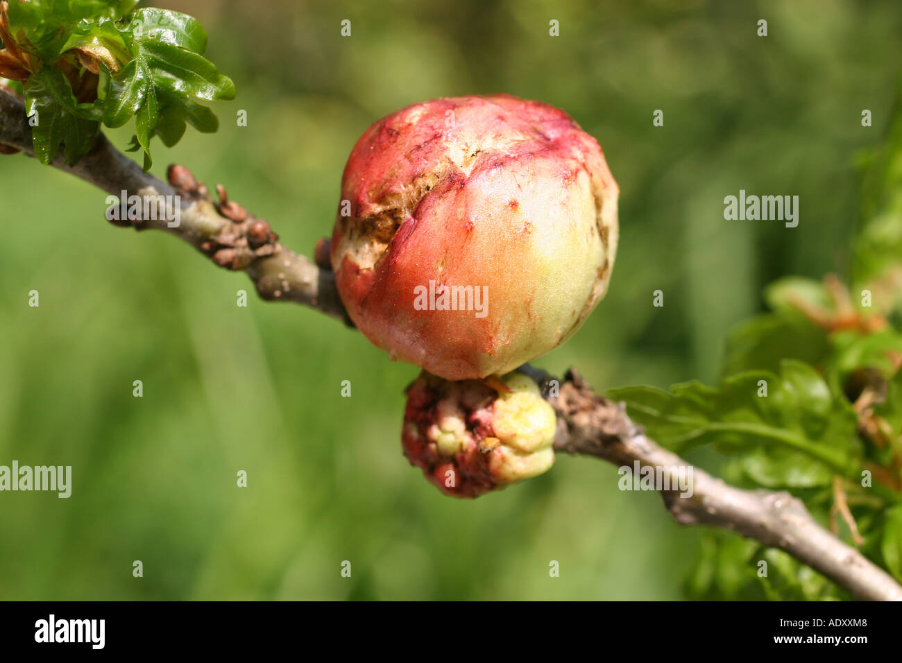 Oak apple cancerous growth of bud on oak tree caused by Gall wasp ...