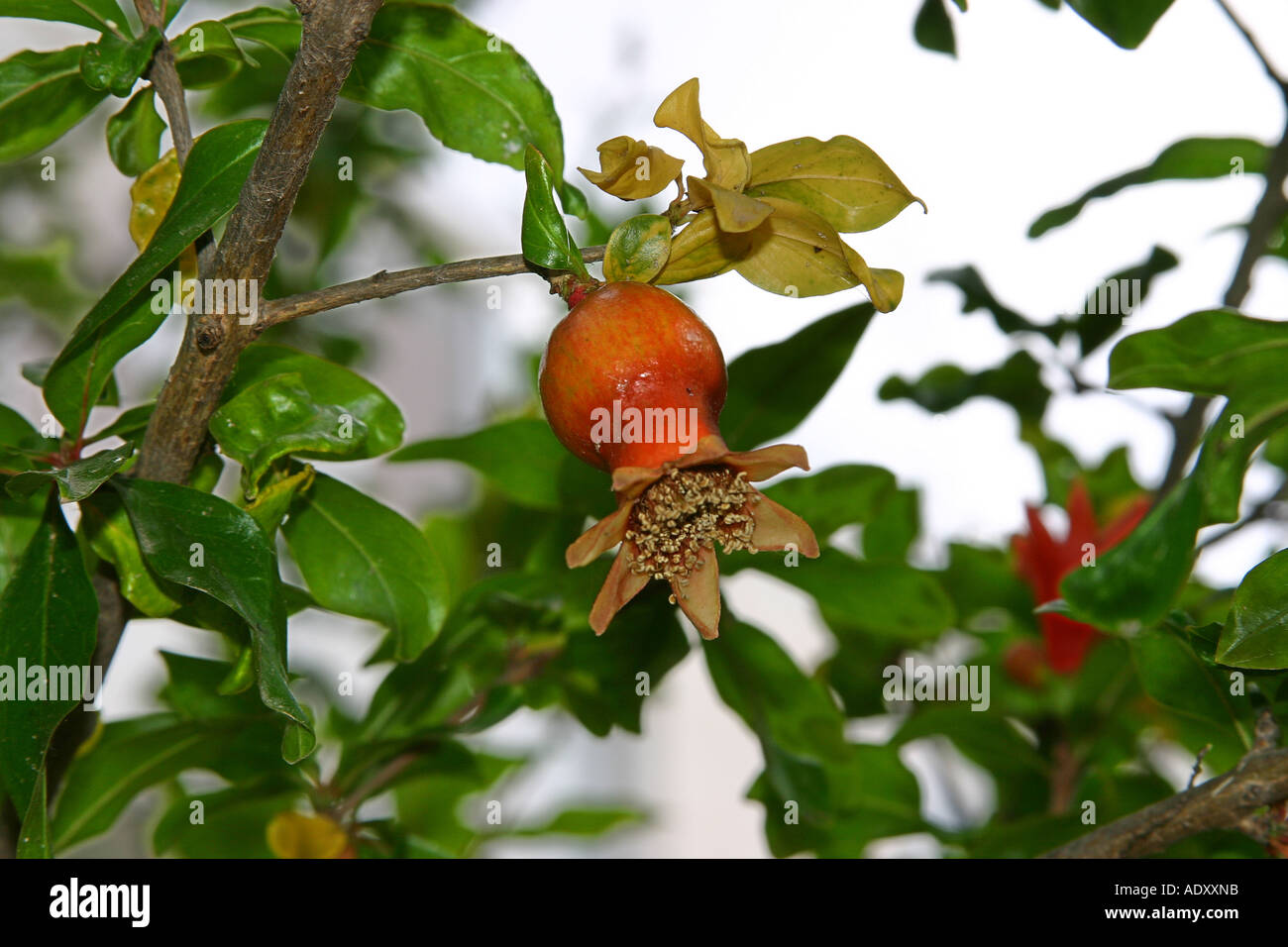 Pomegranate form hi-res stock photography and images - Alamy