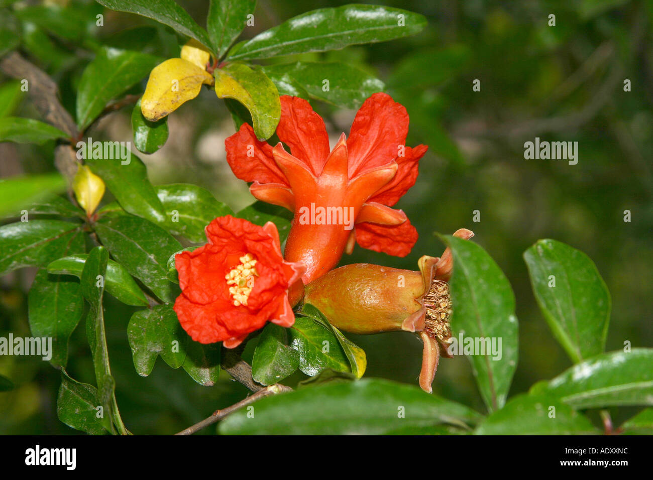 Young pomegranate beginning to form from fertilised flower in Majorca ...