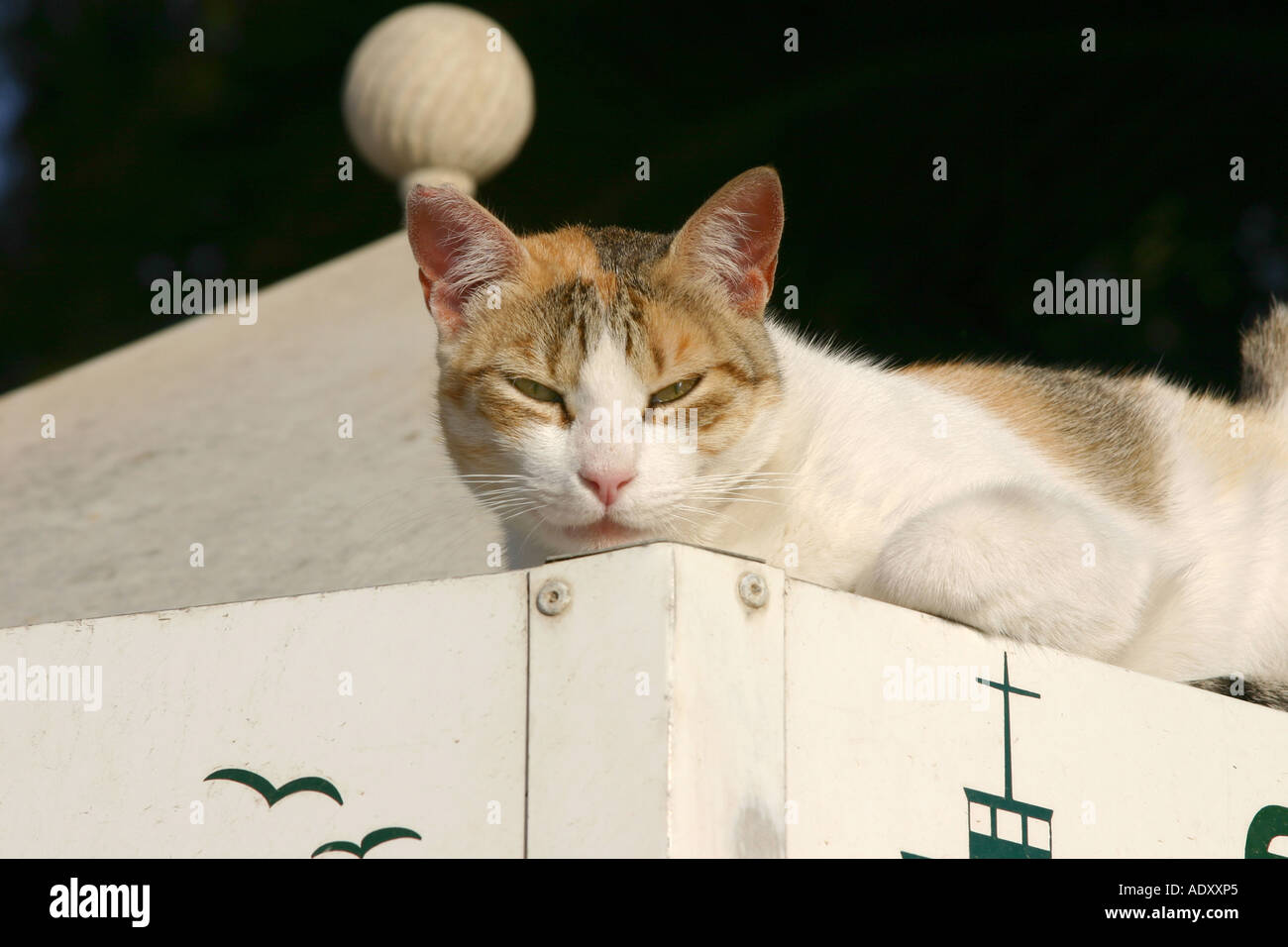 Semi Feral Cat High Resolution Stock Photography and Images - Alamy