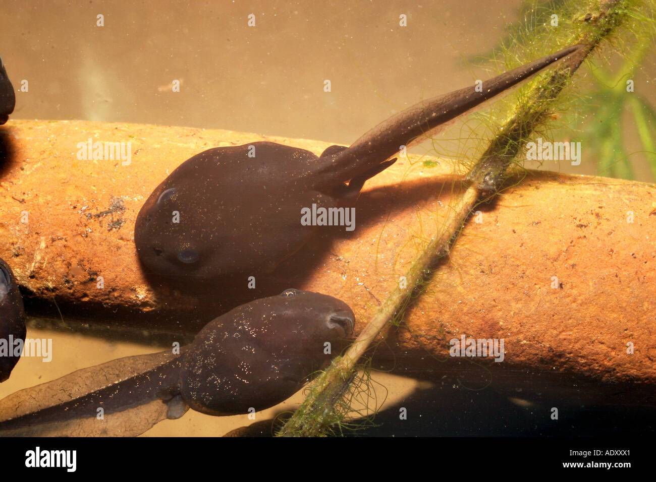Two tadpoles showing start of rear legs Stock Photo - Alamy