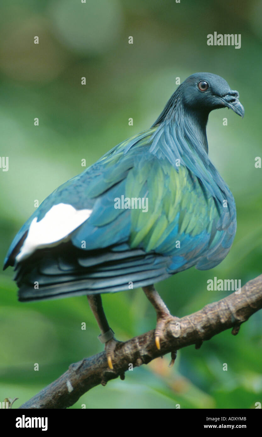 Nicobar Pigeons High Resolution Stock Photography and Images - Alamy