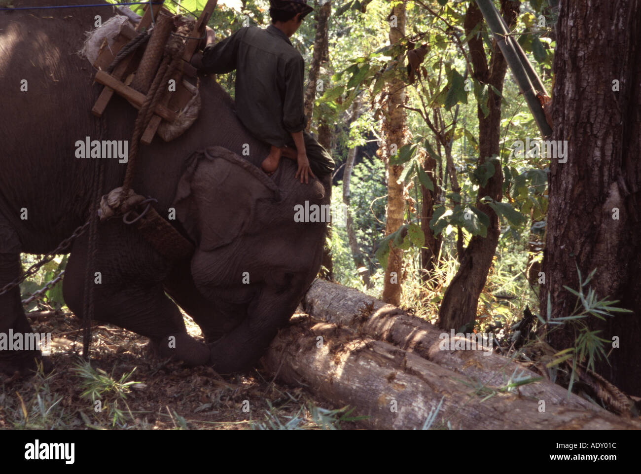Logging Elephant in Burma Stock Photo - Alamy