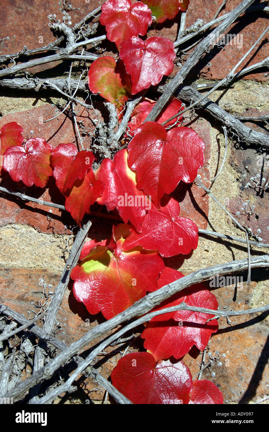 Red Climbing Plant Leaf on Building Stock Photo - Alamy