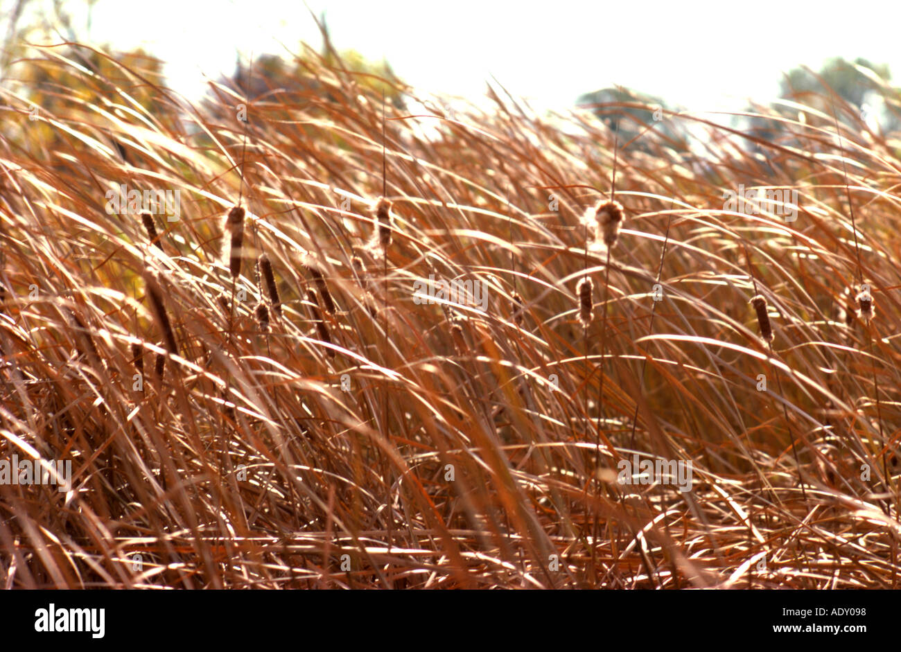 Waving tails hi-res stock photography and images - Alamy