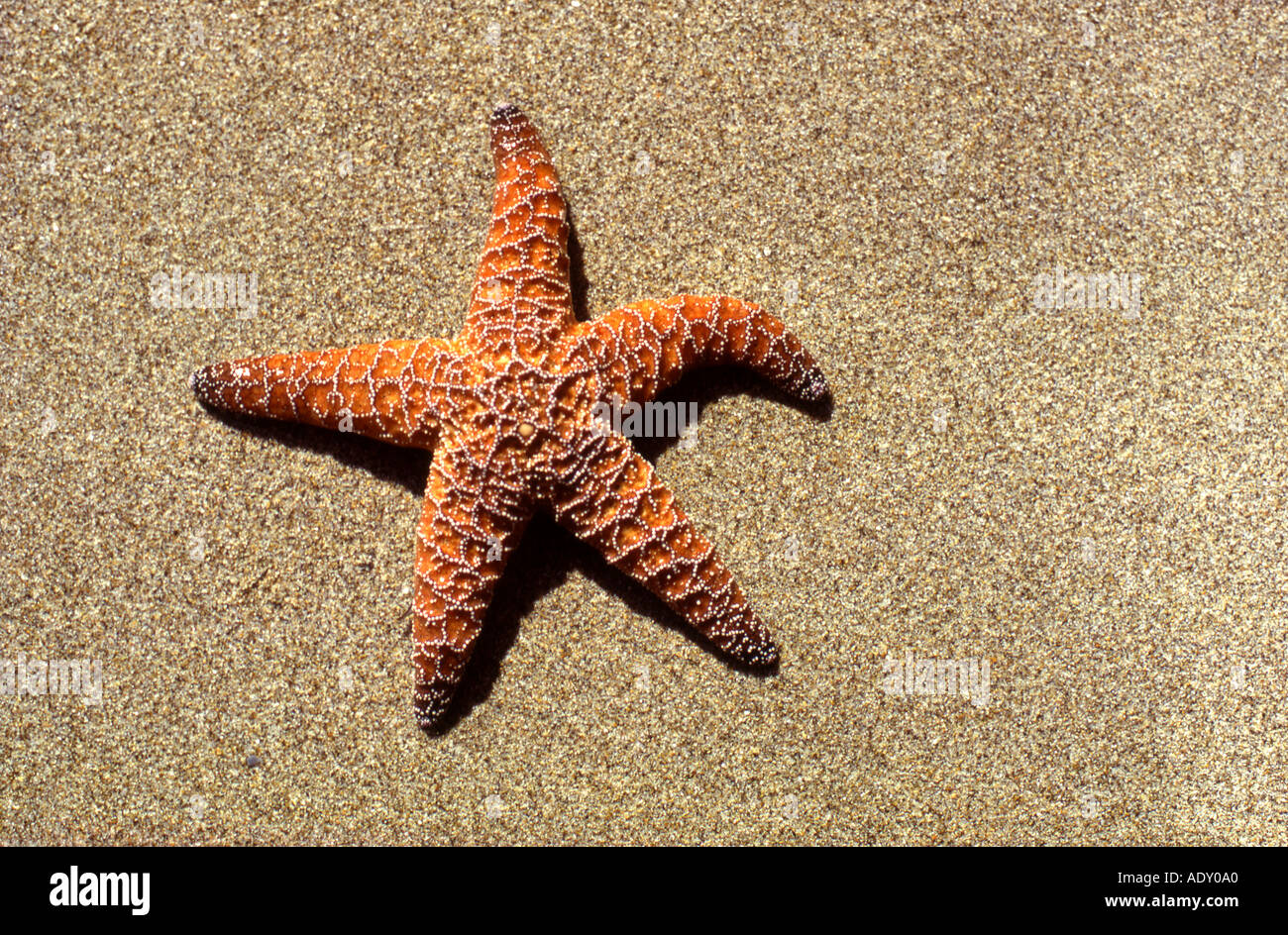 Spiny sand star hi-res stock photography and images - Alamy