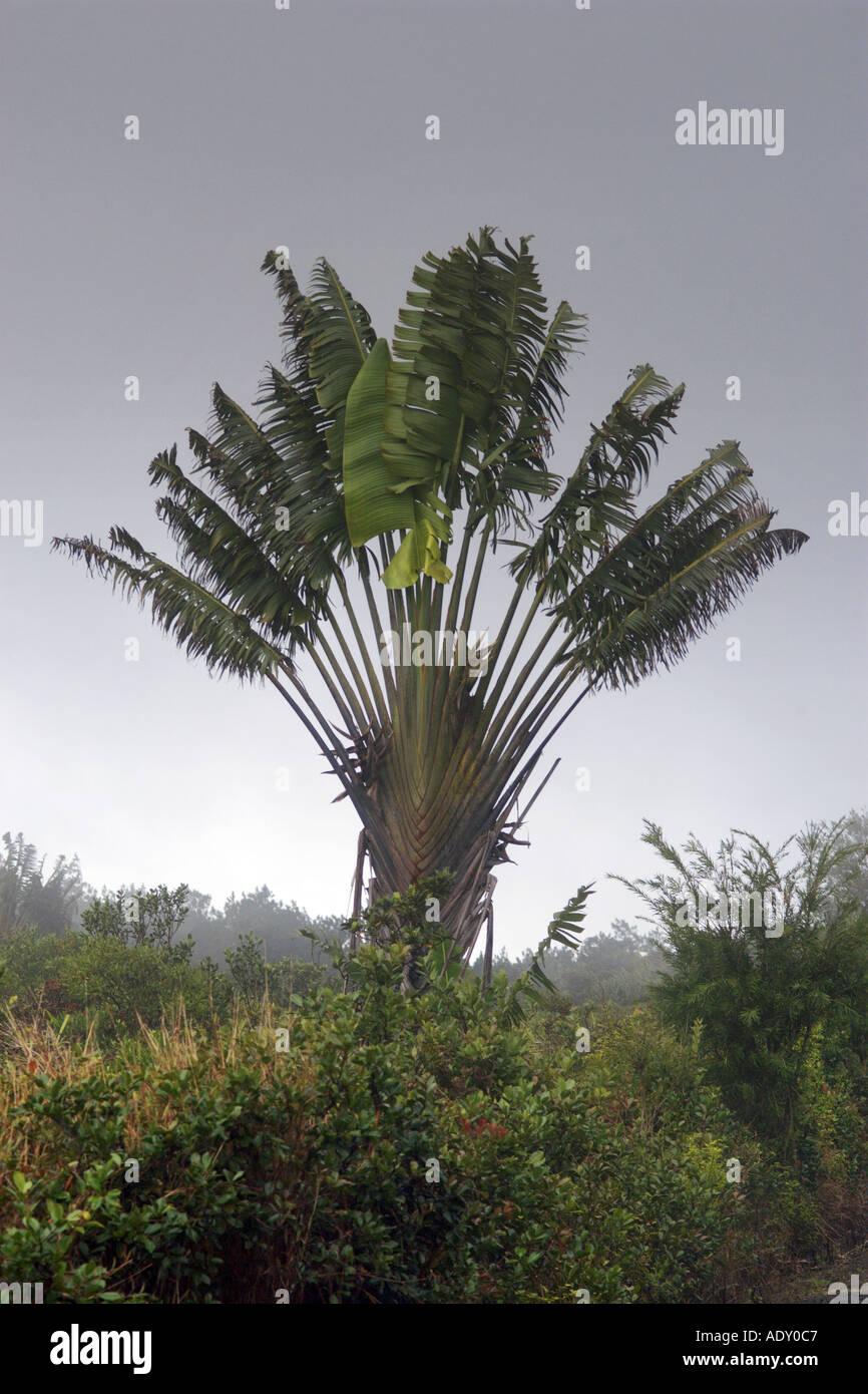 traveller s tree Ravenala madagascariensis Stock Photo - Alamy