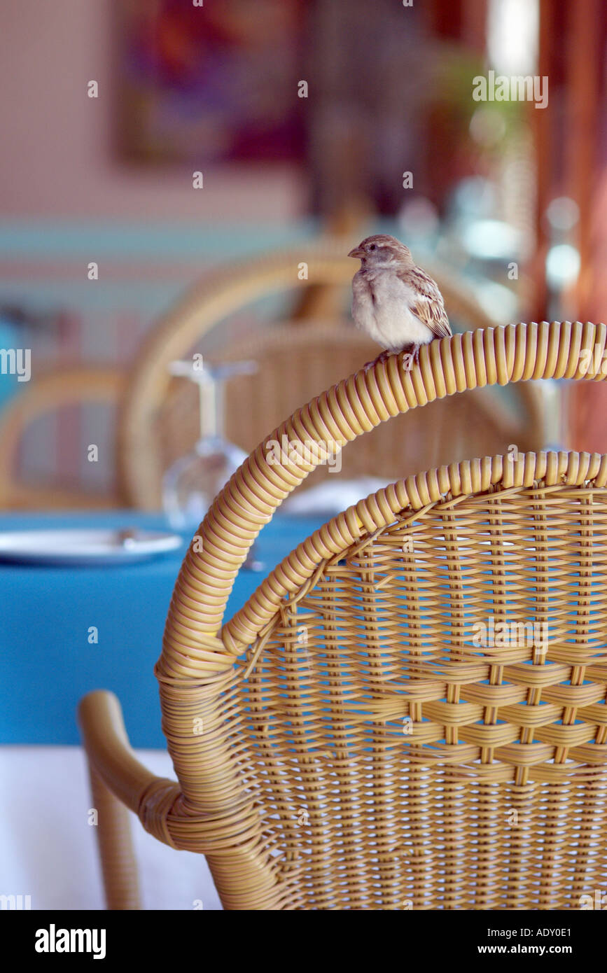 Bird sitting on chair hi-res stock photography and images - Alamy