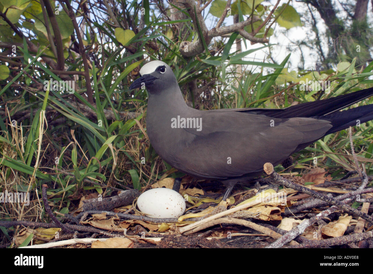 brown noddy sitting on nest with egg Stock Photo - Alamy