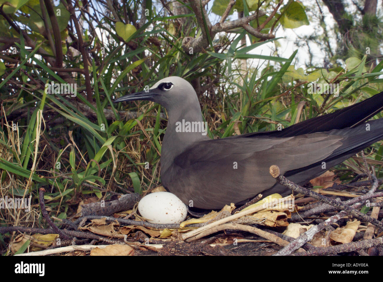 brown noddy sitting on nest with egg Stock Photo - Alamy
