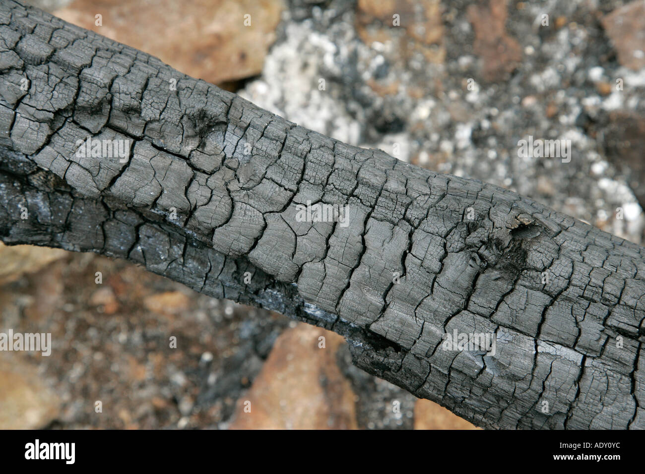 form detail dark scorched burned bronzed tanned brown bough wood coal ...