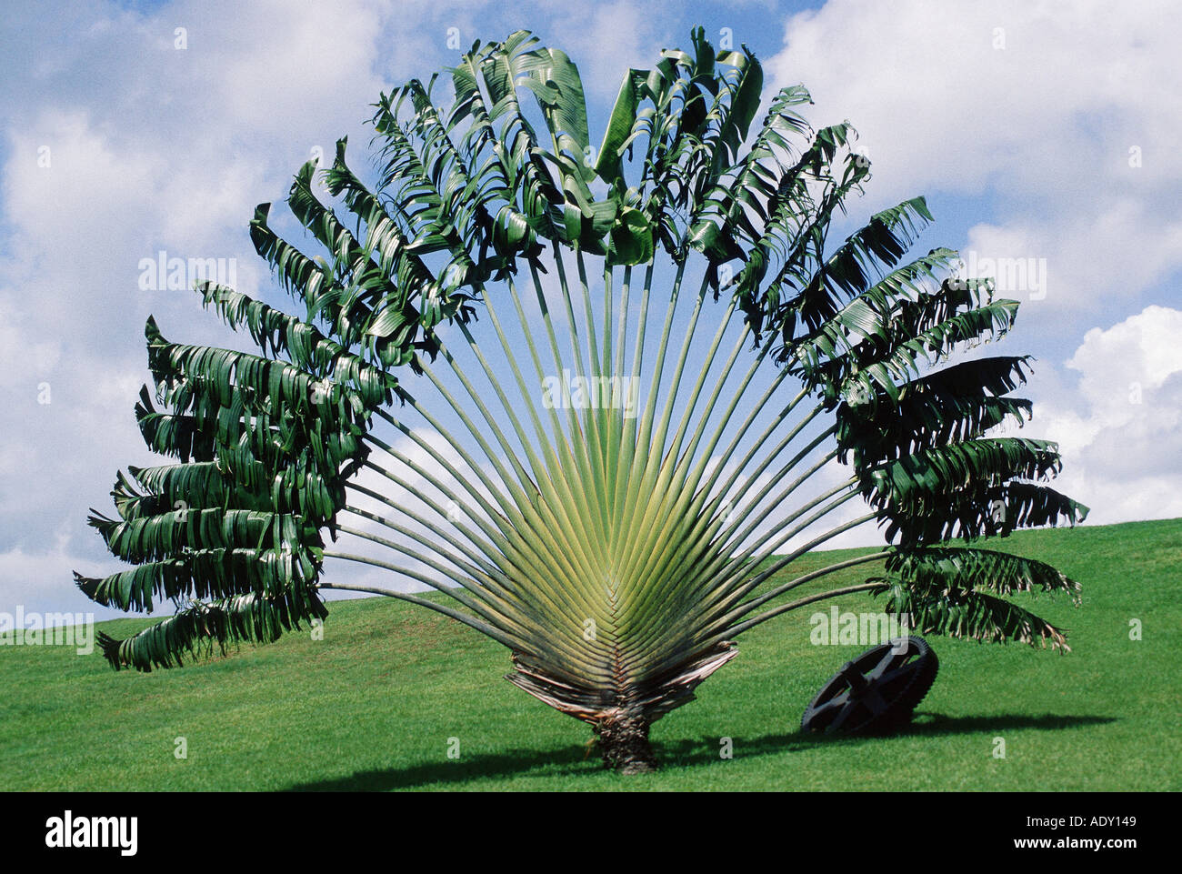 traveller s tree Ravenala madagascariensis Stock Photo - Alamy