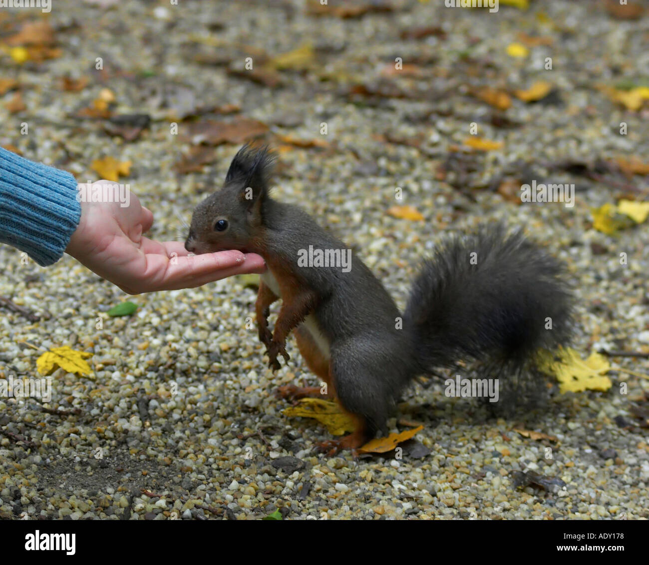 Woman feeding squirrels hi-res stock photography and images - Alamy
