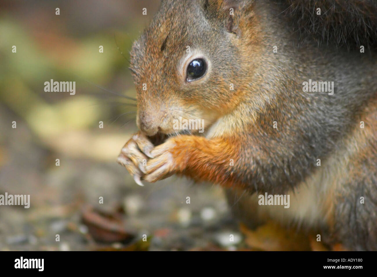 Zoo squirrel animal hi-res stock photography and images - Alamy