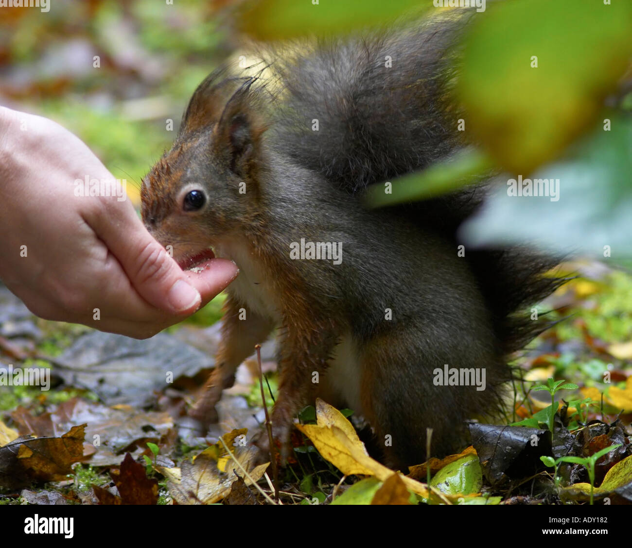 woman feeding squirrel Stock Photo - Alamy