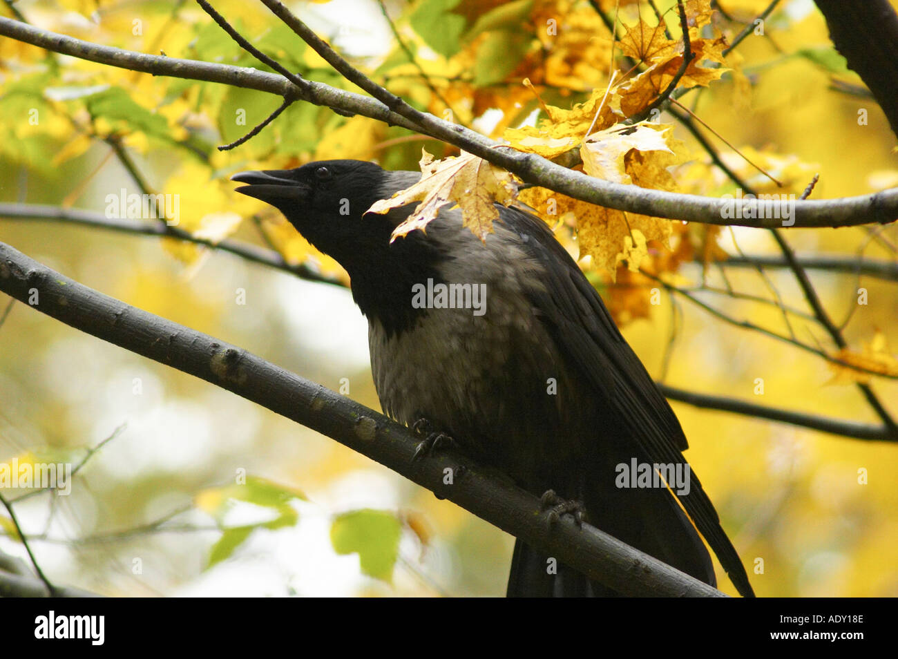crow sitting on tree Stock Photo - Alamy