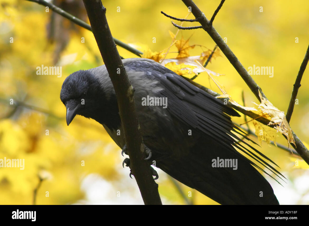 Crows sitting on tree hi-res stock photography and images - Alamy