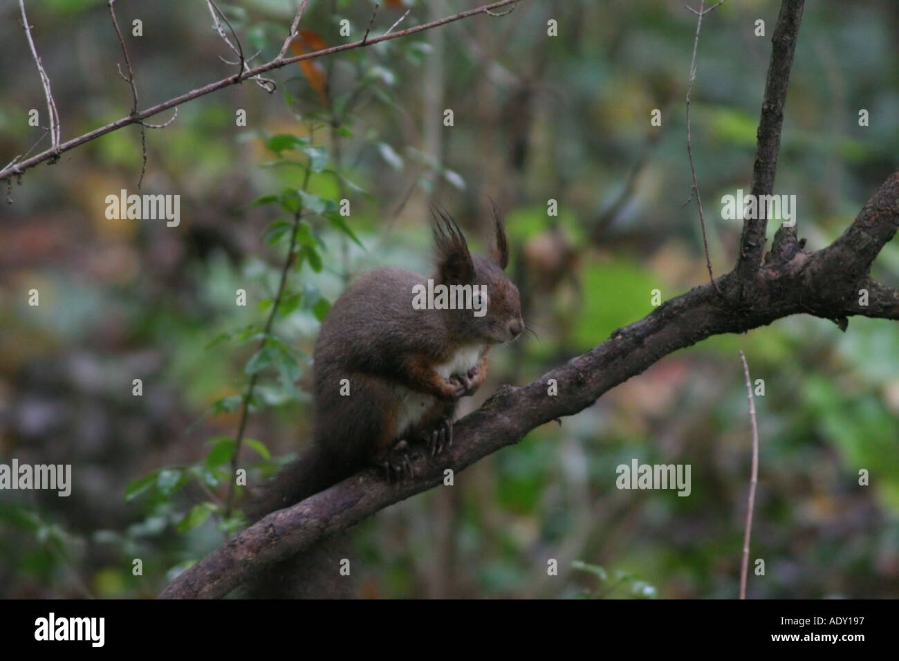 squirrel sitting on tree Stock Photo - Alamy