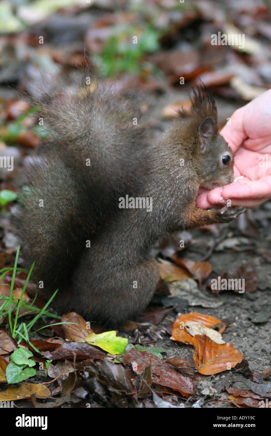 Woman feeding squirrels hi-res stock photography and images - Alamy