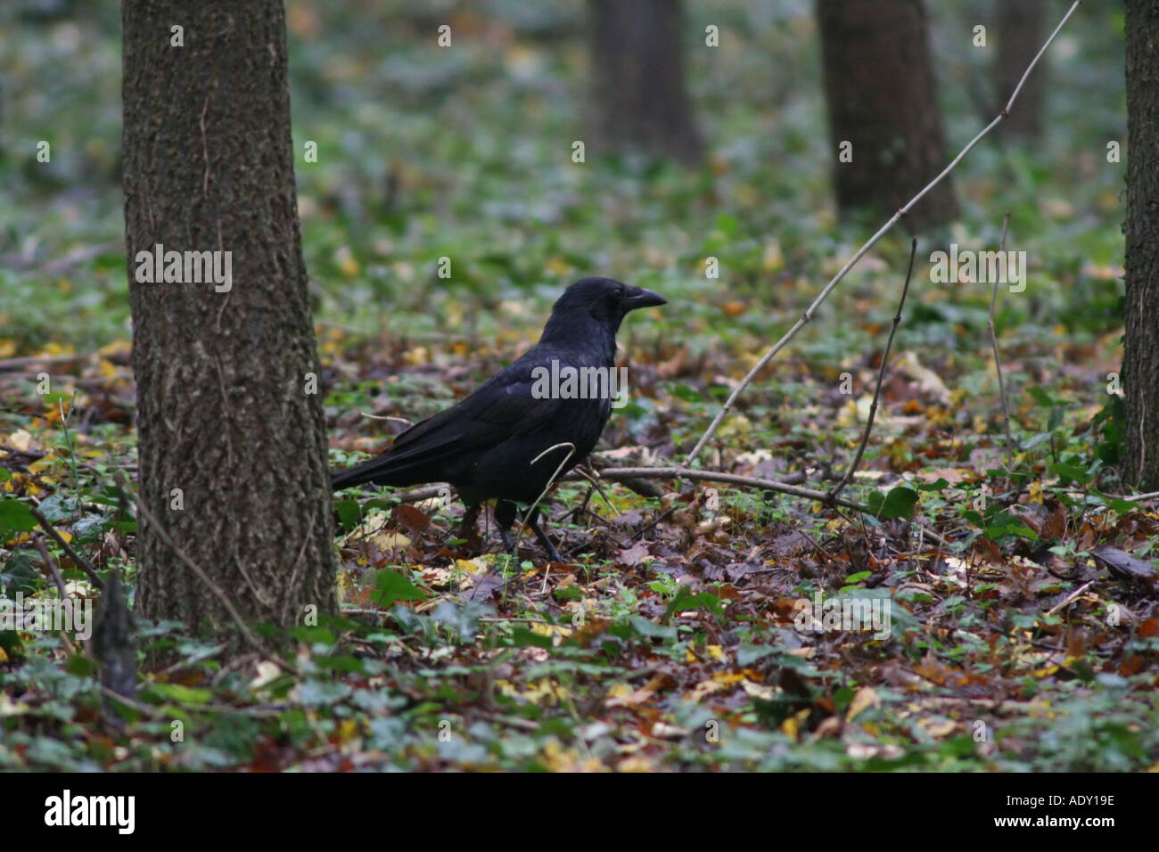 crow sitting in forest Stock Photo - Alamy