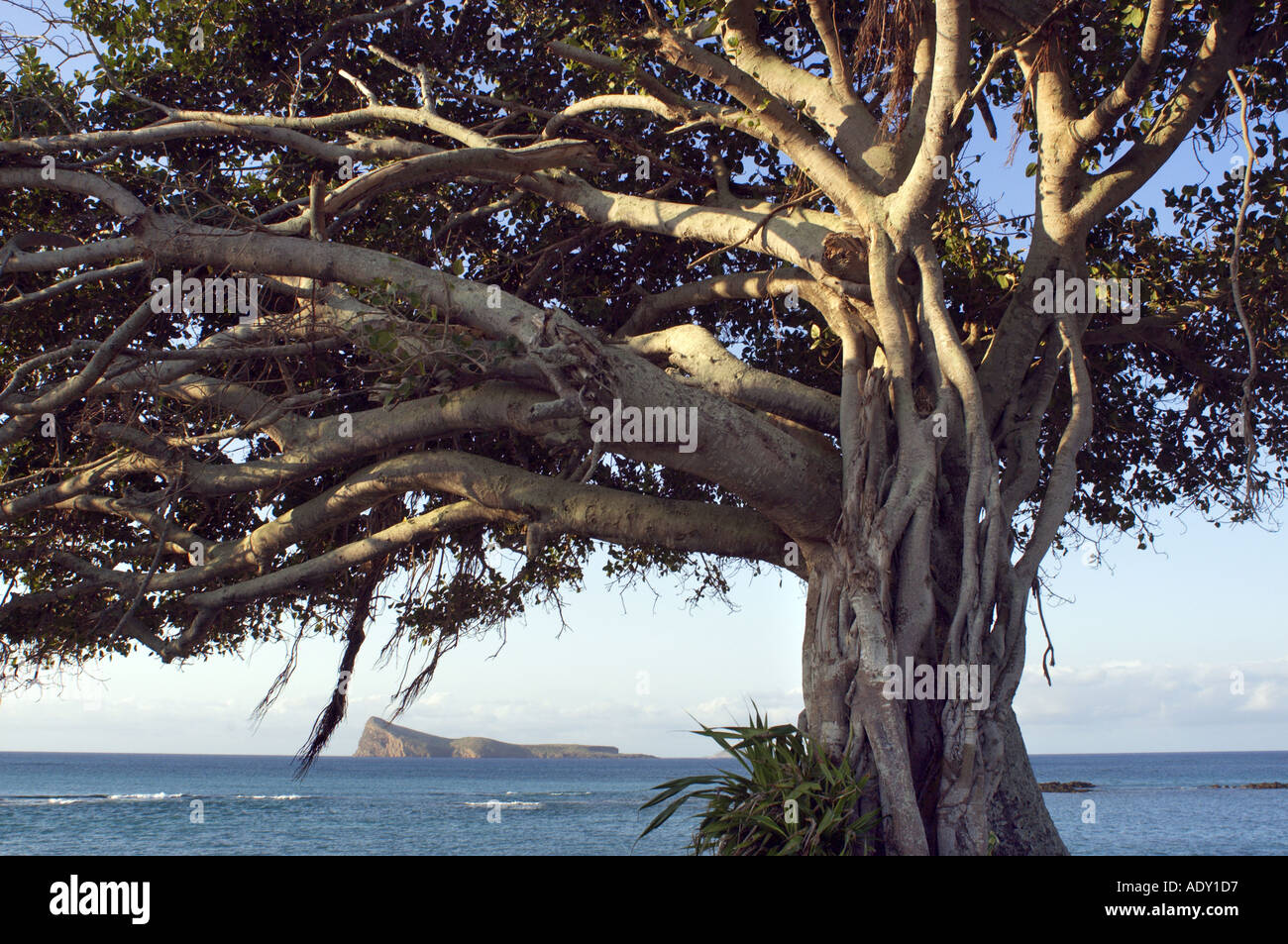 Ramification large hi-res stock photography and images - Alamy