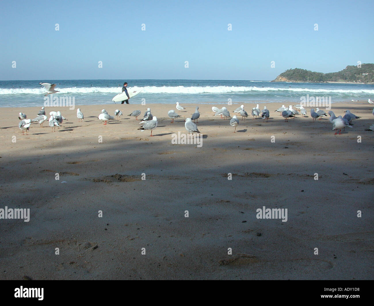 Manly sea birds hi-res stock photography and images - Alamy