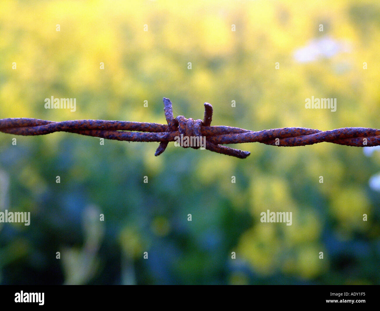 Spikey wire hi-res stock photography and images - Alamy