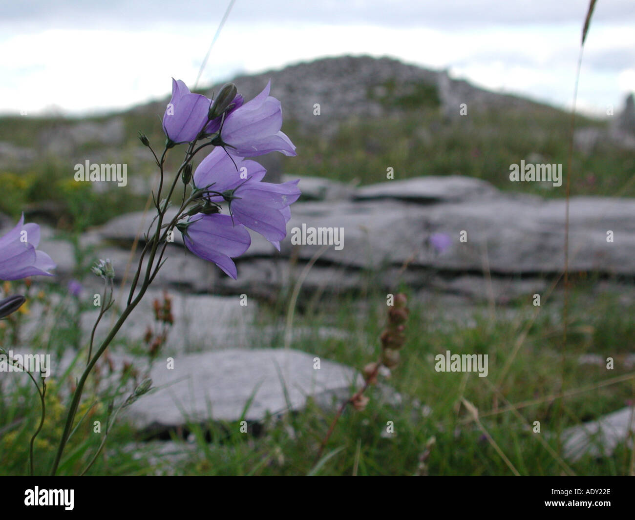 Bell flowers hi-res stock photography and images - Alamy