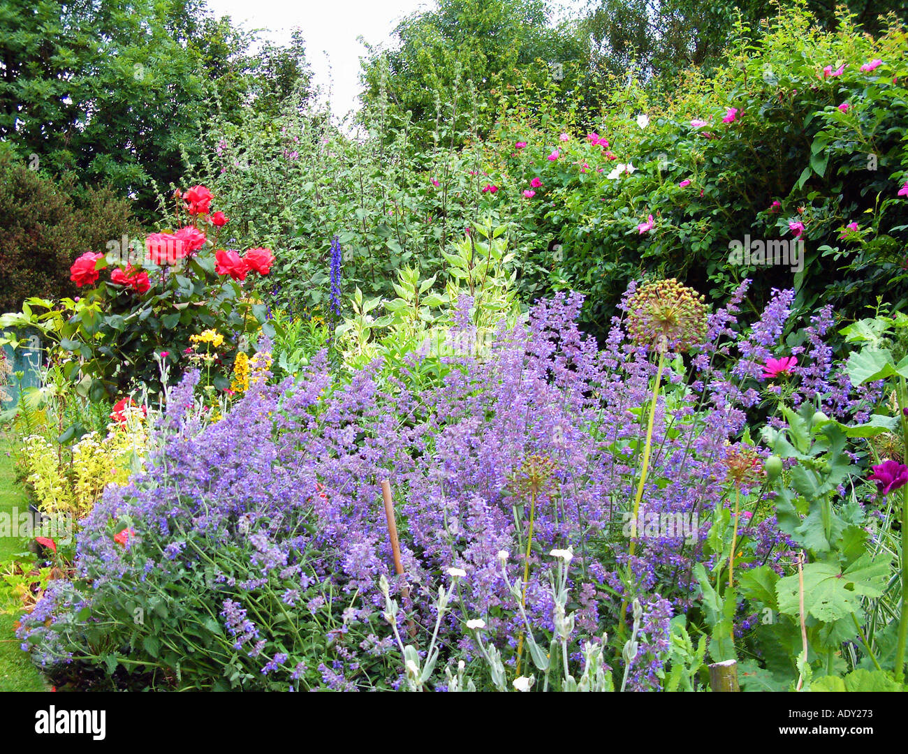 Catmint roses hi-res stock photography and images - Alamy